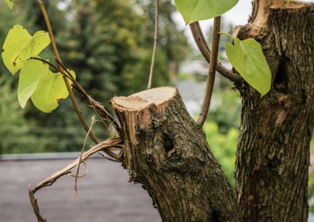 Tree Trimming Mistakes to Avoid - MD Tree Trimming